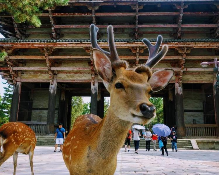 The Spirit of Japan – Osaka - Hakone - Nikko - Tokyo from US$2,128