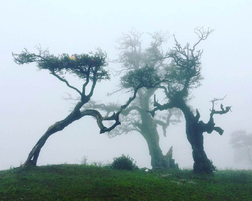 Tropical Paradise en Salalah: Descubre el Encanto de Omán - Central de ...