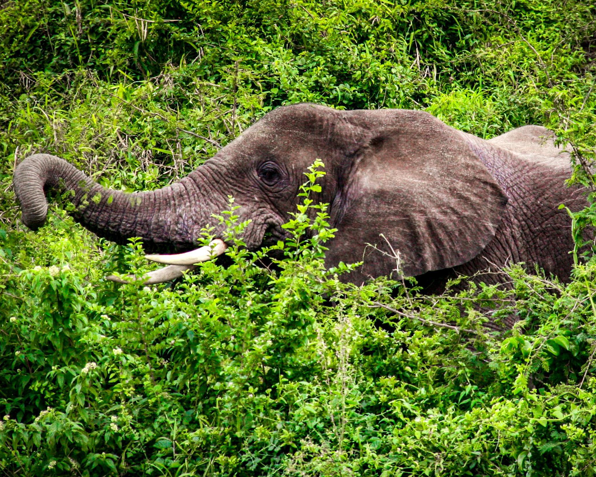 Panorama of Uganda Safari and Community Experience in Buhoma from US$4,662